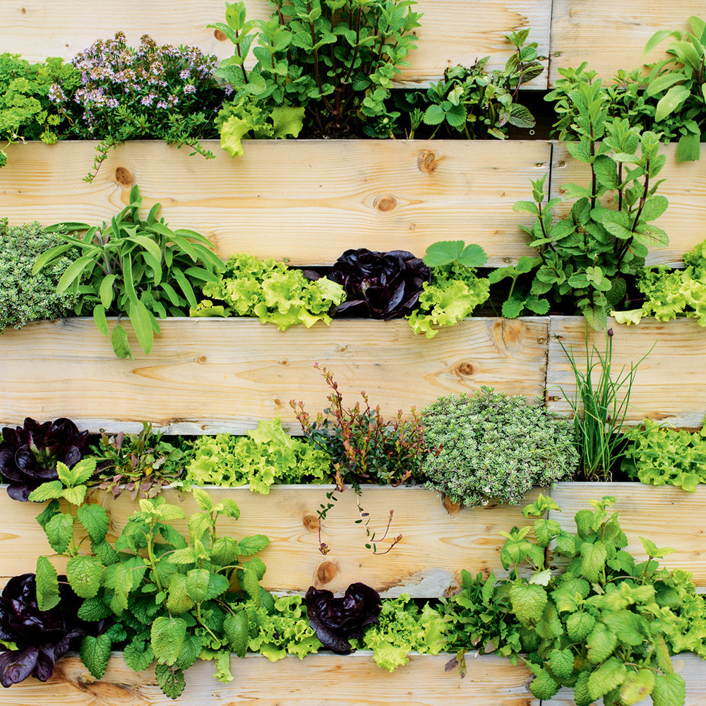 Buy Gourmet Herbs by Kings Seeds online - Kings Seeds NZ