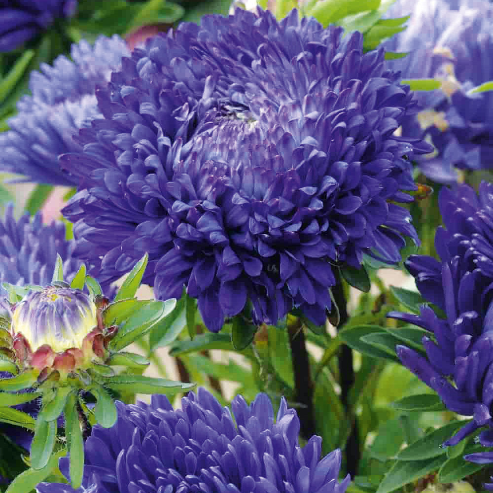 Buy Aster King Size Blue by Kings Seeds online Kings Seeds NZ