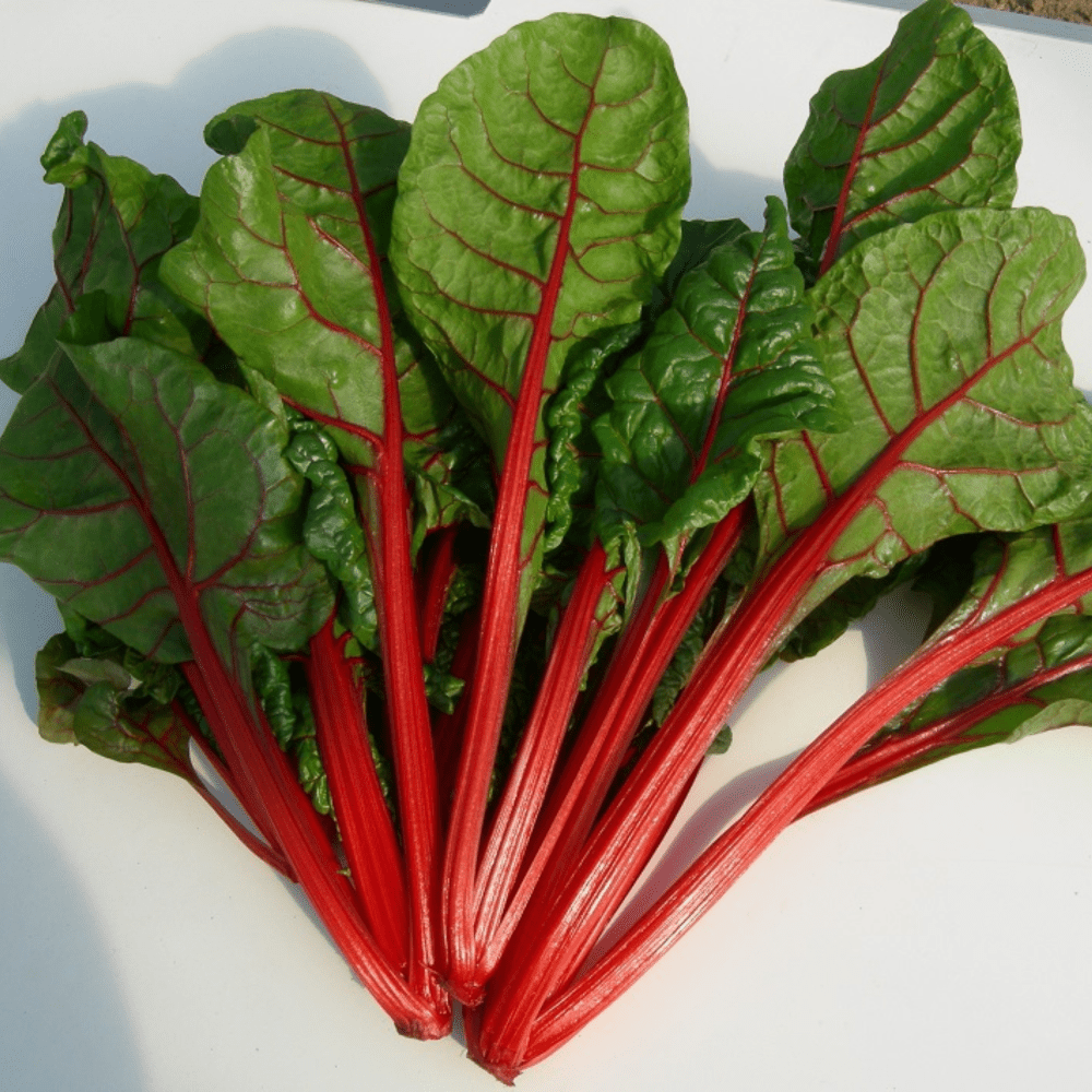 Buy Organic Silverbeet Ruby Red by Kings Seeds online - Kings Seeds NZ