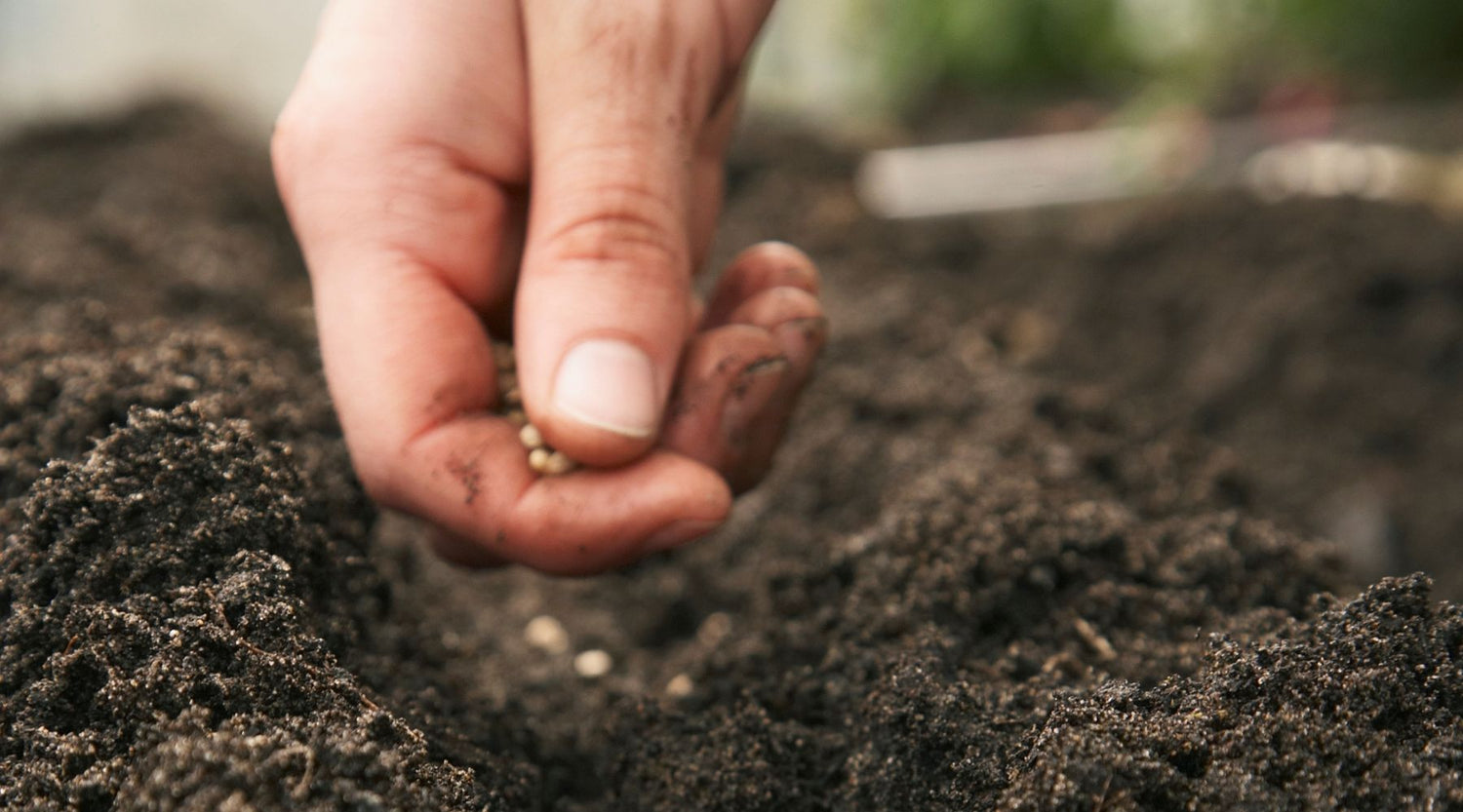 Sowing Times & Methods – Kings Seeds NZ