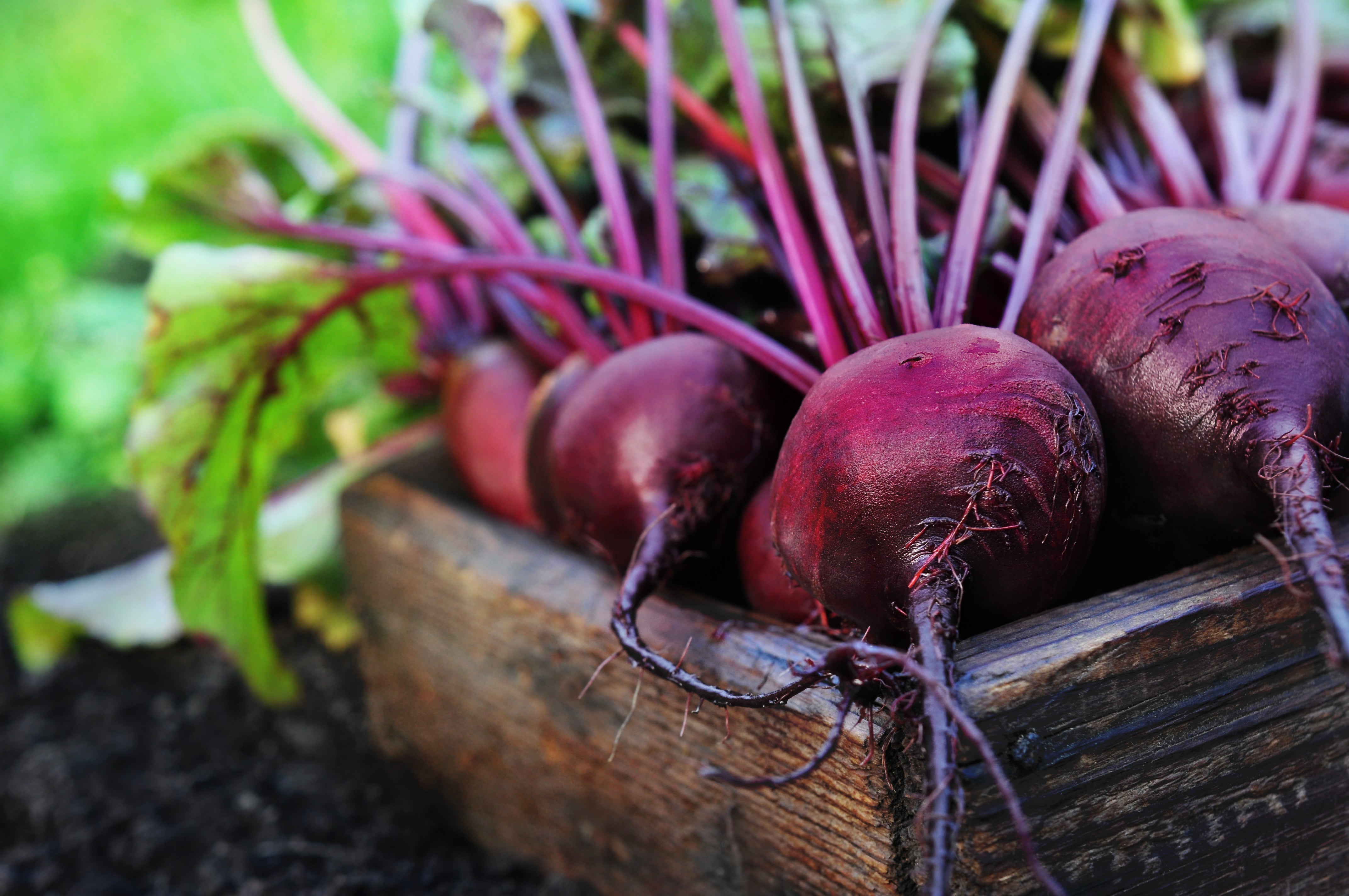 The Ultimate Guide to Sowing Beetroot Seeds – Kings Seeds – Kings Seeds NZ