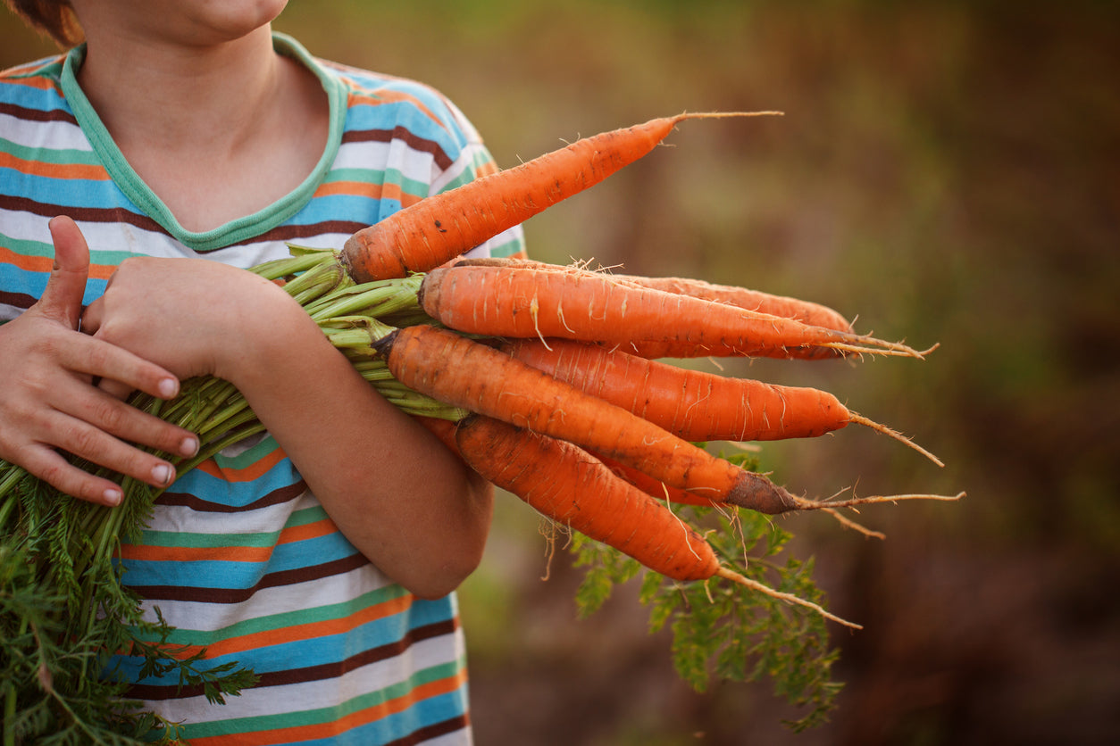 How to Grow Carrots in New Zealand – Kings Seeds NZ