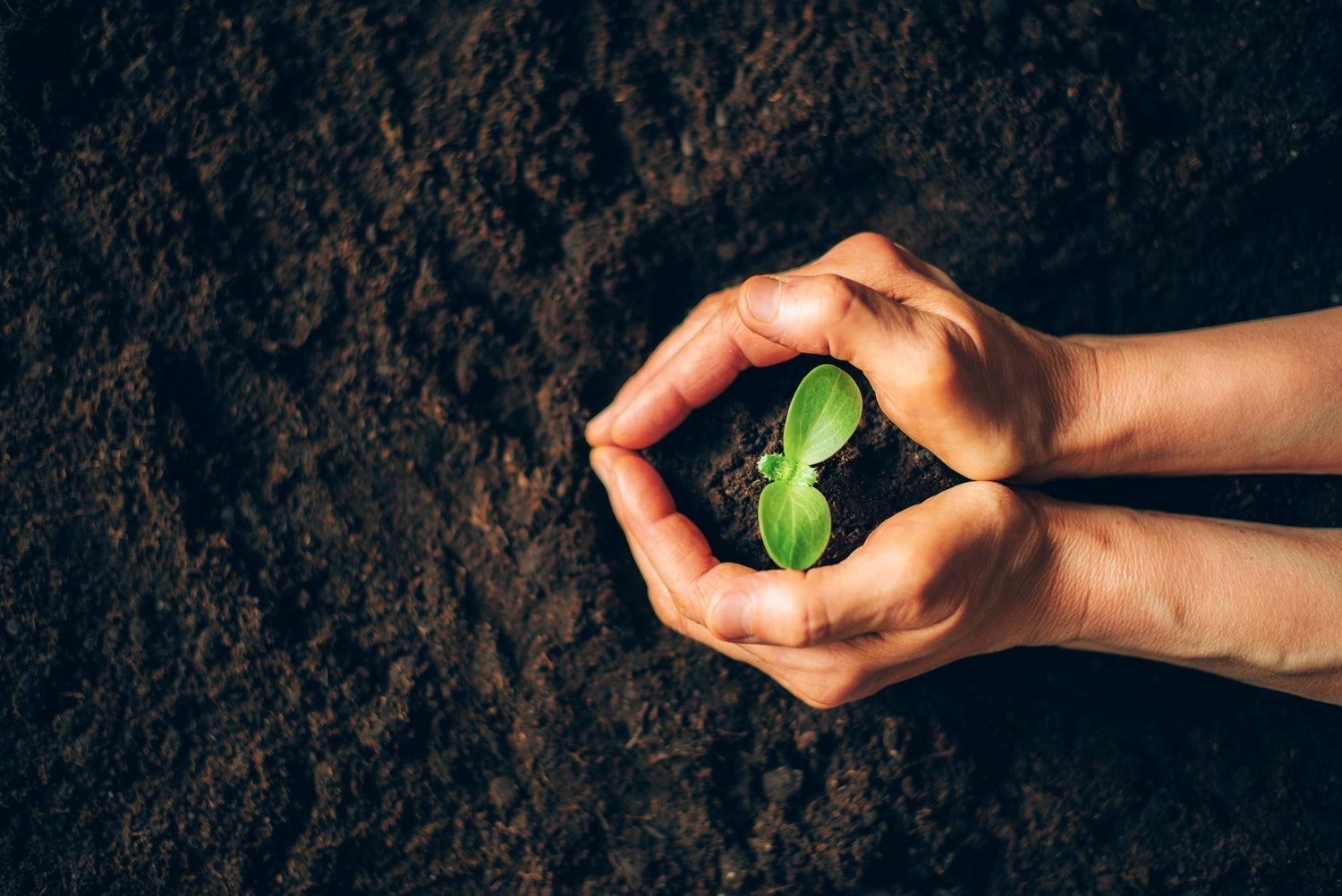 Seed Selection Guide: From Flowers to Vegetables | Kings Seeds – Kings ...