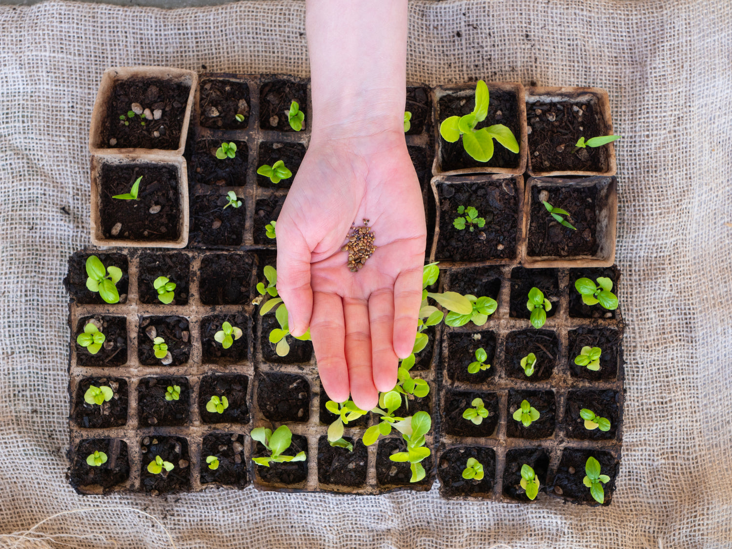 The Beginner’s Guide to Growing From Seeds | Kings Seeds – Kings Seeds NZ
