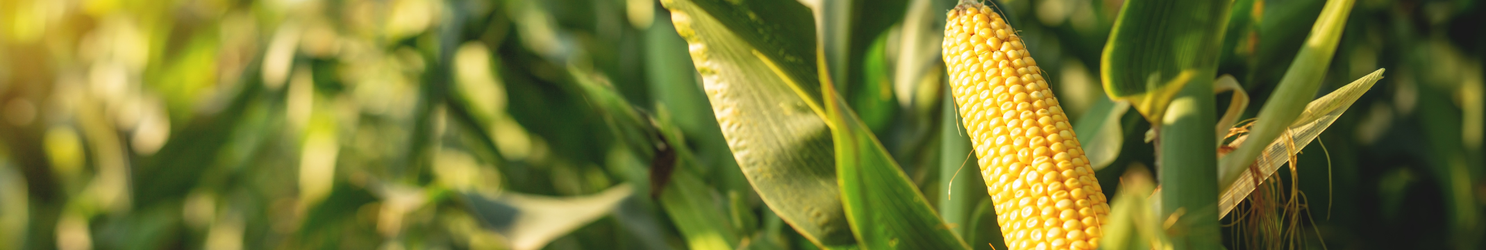 Shop Corn Seeds in New Zealand (Zea mays) – Kings Seeds NZ