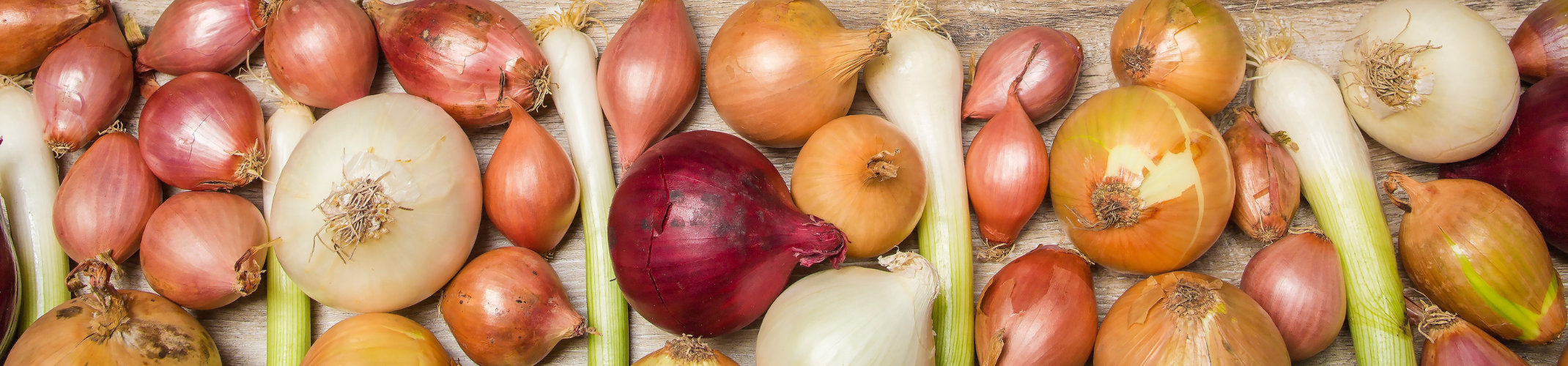 Shop Allium Seeds in New Zealand – Kings Seeds NZ