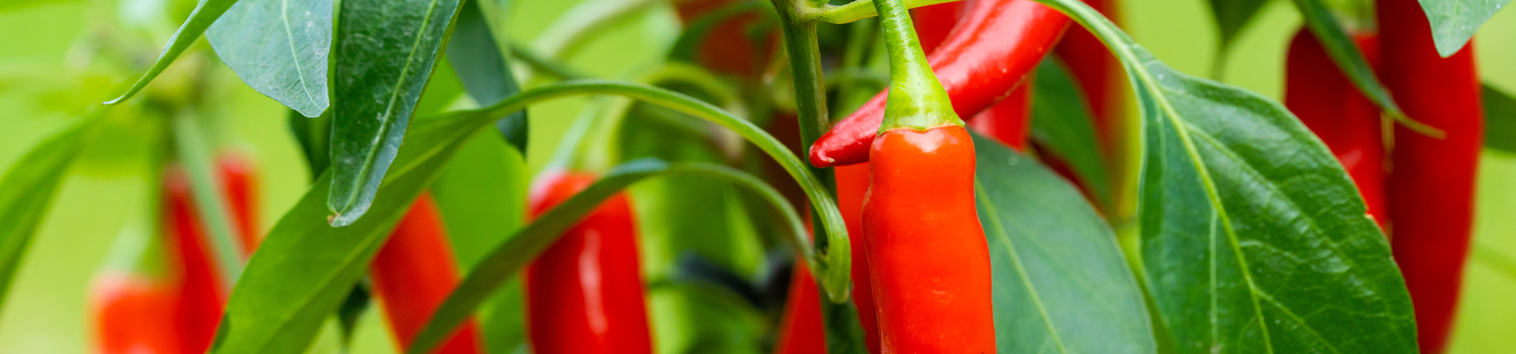 Shop Chilli Seeds in NZ (Capsicum annuum) – Kings Seeds NZ