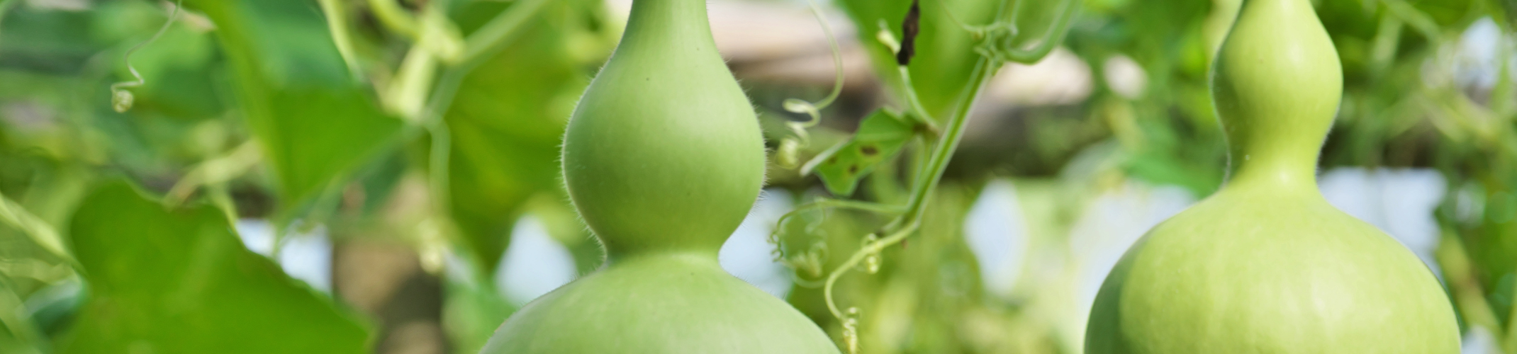Shop Gourd Seeds in NZ (Lagenaria siceraria) – Kings Seeds NZ