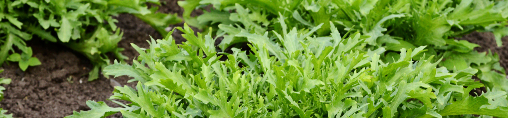 Shop Leaf Crop Seeds in New Zealand – Kings Seeds NZ