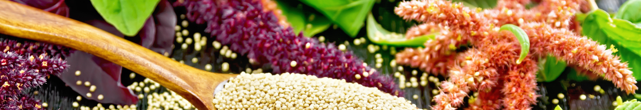 Shop Amaranth Seeds In New Zealand – Kings Seeds NZ