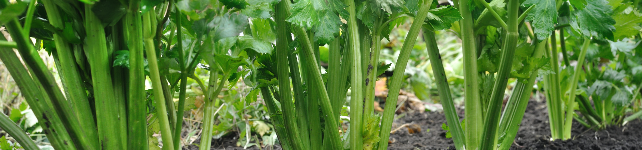 Shop Celery Seeds in NZ (Apium Graveolens) – Kings Seeds NZ