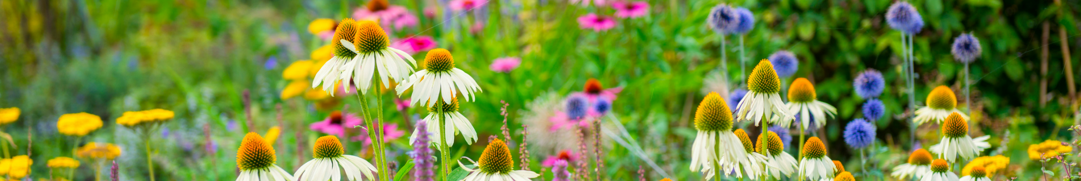 Shop Border Flower Seeds in New Zealand – Kings Seeds NZ