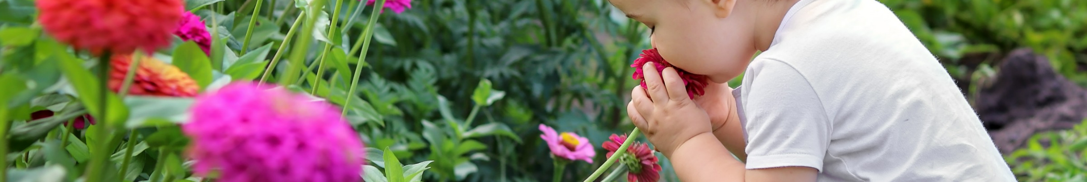 Shop Fragrant Flower Seeds in New Zealand – Kings Seeds NZ