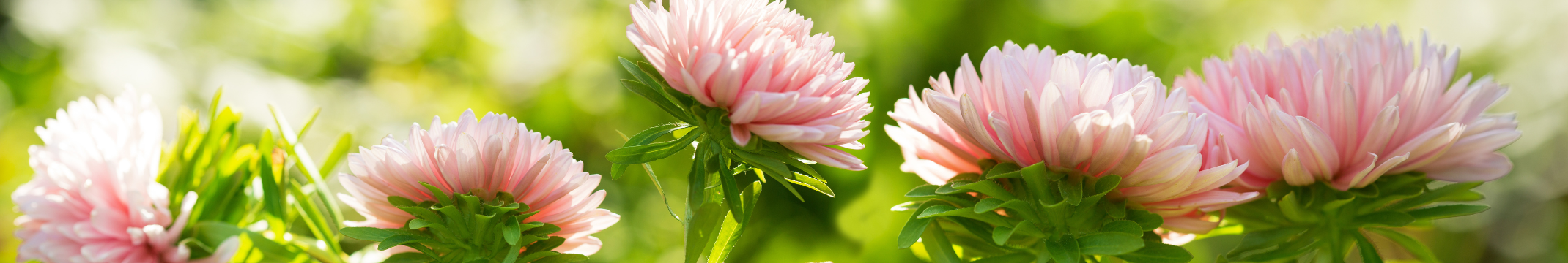 Shop Pink Flower Seeds in New Zealand – Kings Seeds NZ