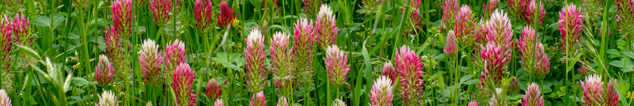 Shop Cover Crop Seeds in New Zealand – Kings Seeds NZ