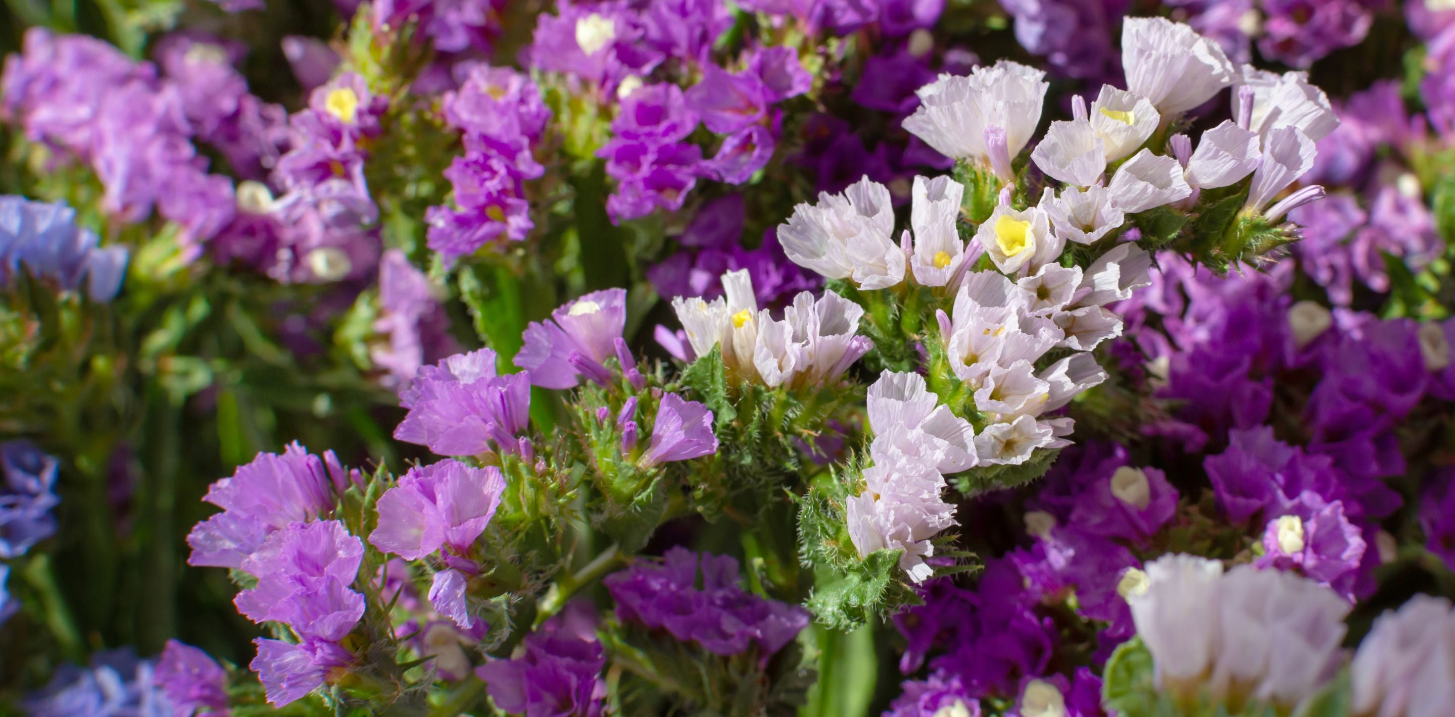 Shop Statice Seeds (Limonium sinuatum) – Kings Seeds NZ