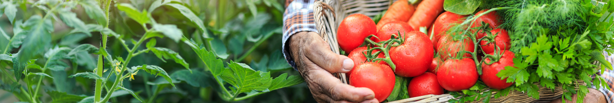 Shop All Vegetable Seed Collections in NZ – Kings Seeds NZ