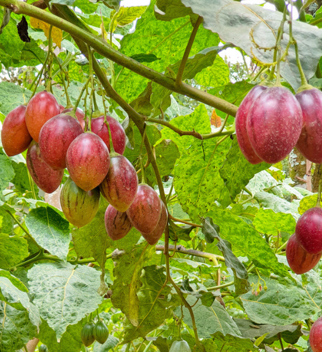 Kings Seeds - NZ's favourite seed supplier for over 40 years! – Kings ...