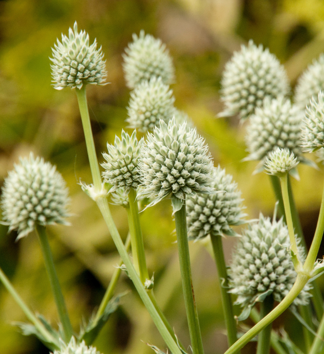 Kings Seeds - NZ's favourite seed supplier for over 40 years! – Kings ...