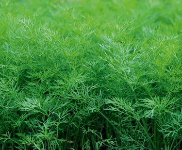 Kings Seeds - NZ's favourite seed supplier for over 40 years! – Kings ...