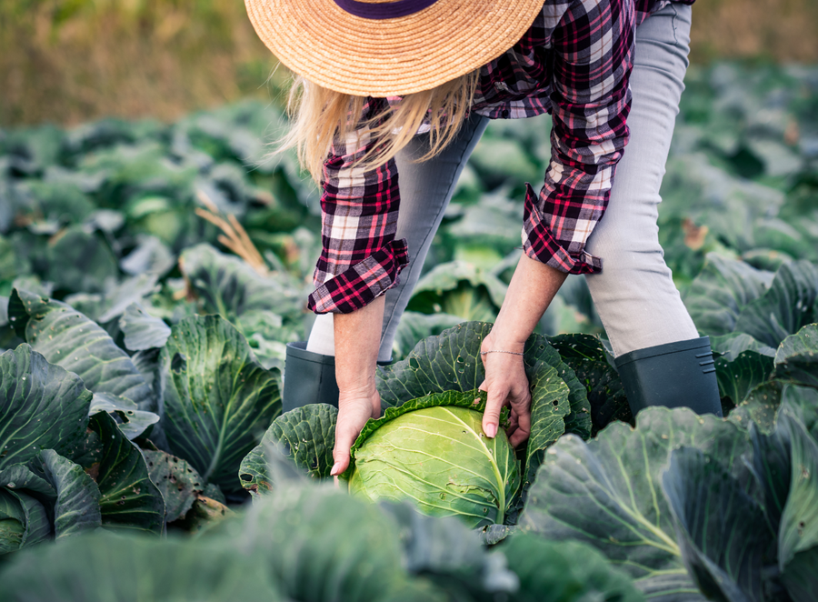 Advice and Inspiration – Kings Seeds NZ