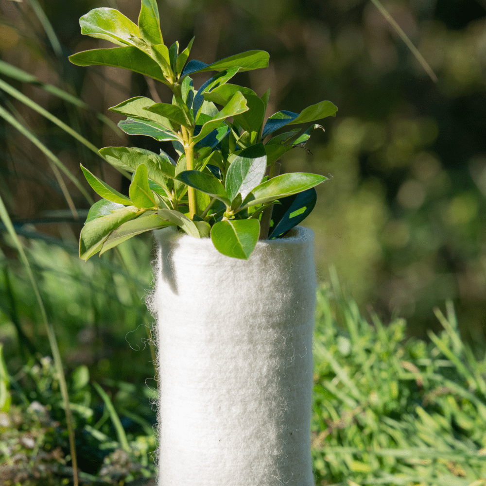 Buy Wool Tree Guard by Kings Seeds NZ online - Kings Seeds NZ