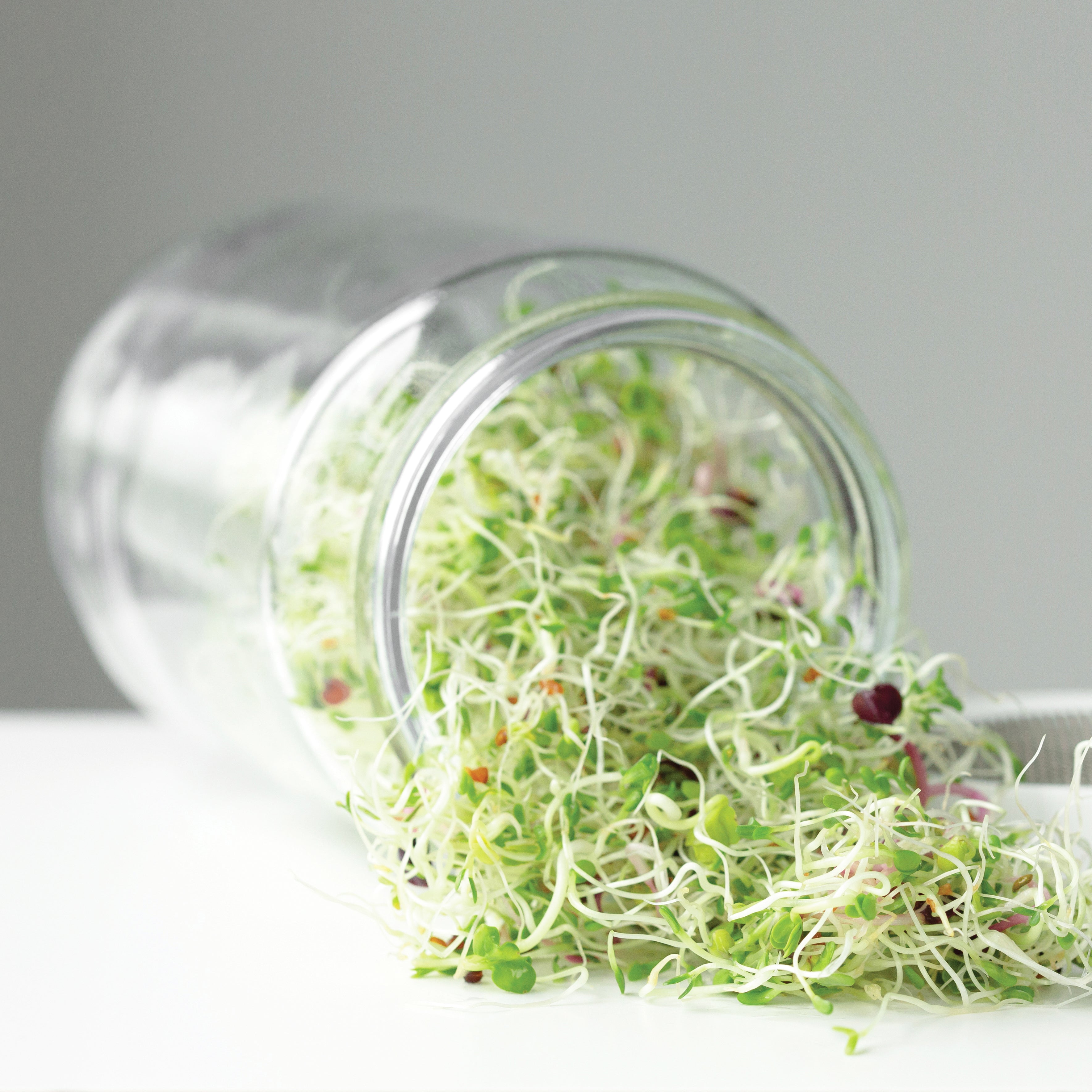 Buy Sprouting Jar by Kings Seeds NZ online - Kings Seeds NZ