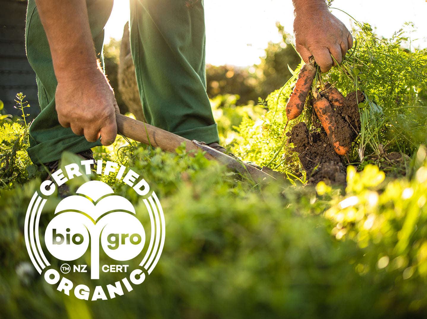 Wholesale enquiries – Kings Seeds NZ