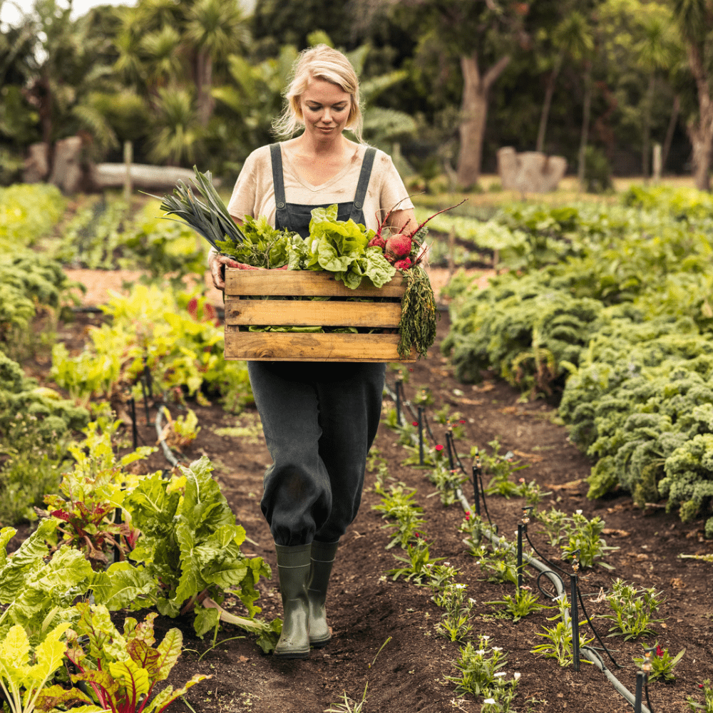Buy Organic Autumn Vegetables by Kings Seeds online - Kings Seeds NZ