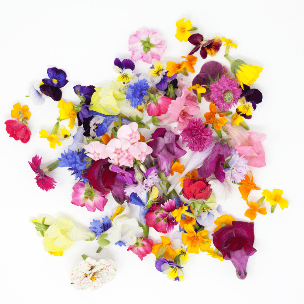 Buy Organic Edible Flowers by Kings Seeds online - Kings Seeds NZ