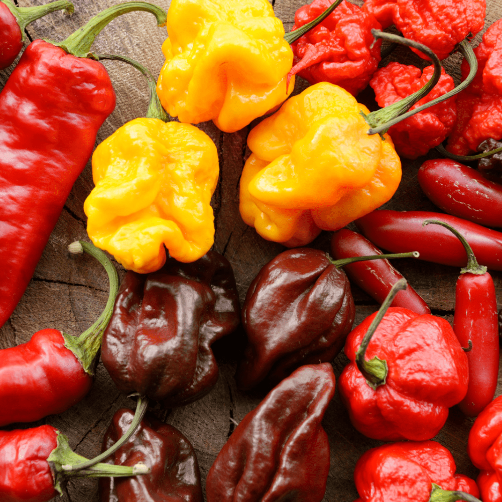 Buy Hot Chilli by Kings Seeds online - Kings Seeds NZ
