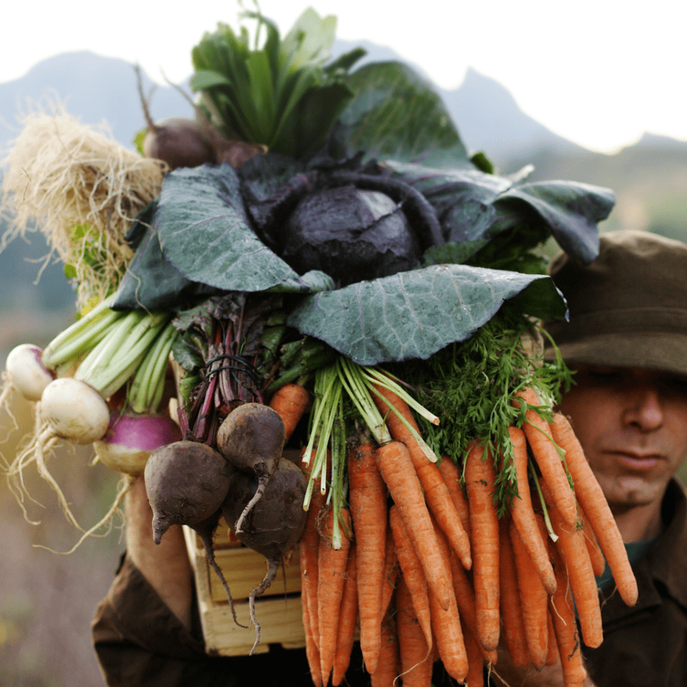 Buy Vege Patch Autumn by Kings Seeds online - Kings Seeds NZ