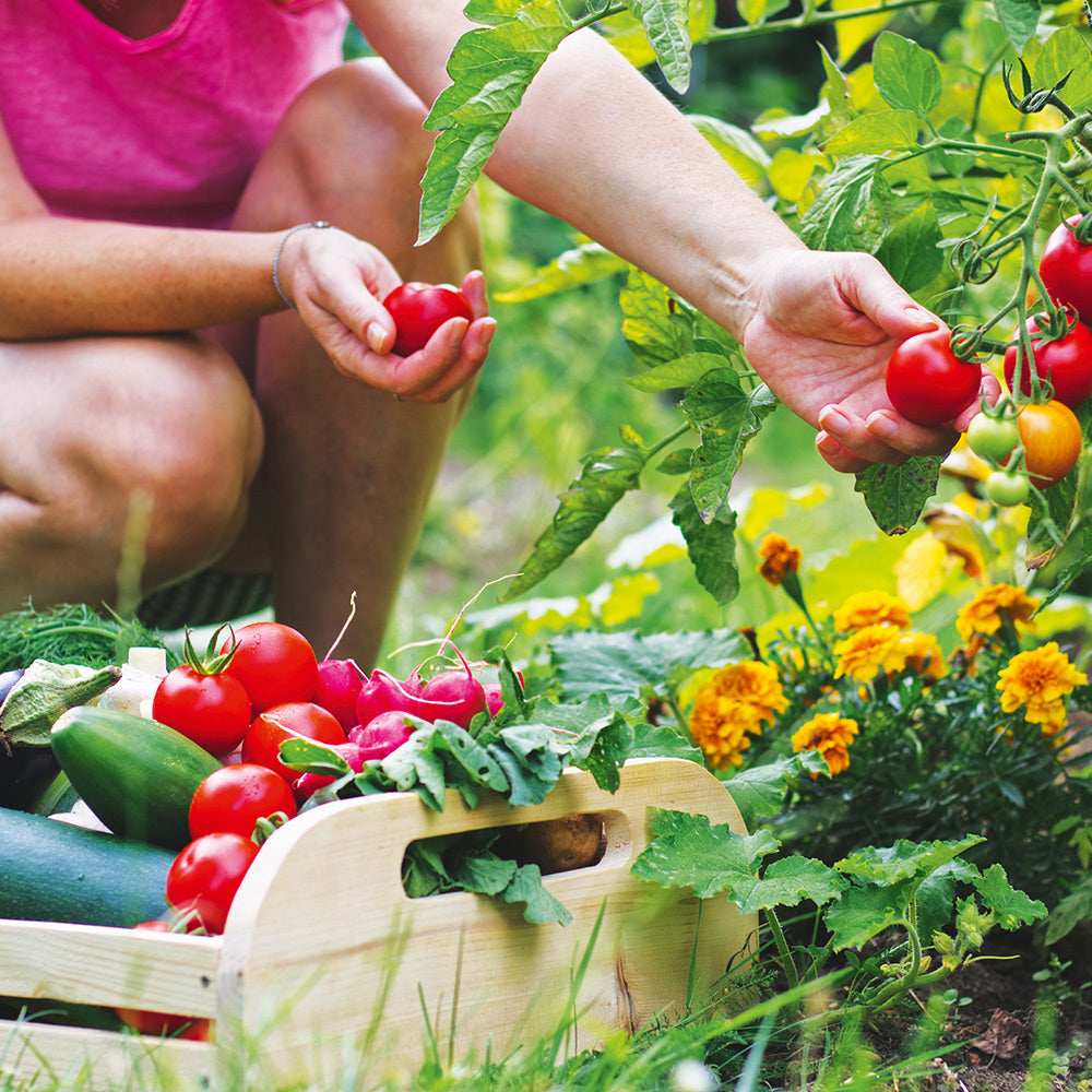 Buy Heirloom Spring Vegetables by Kings Seeds NZ online - Kings Seeds NZ