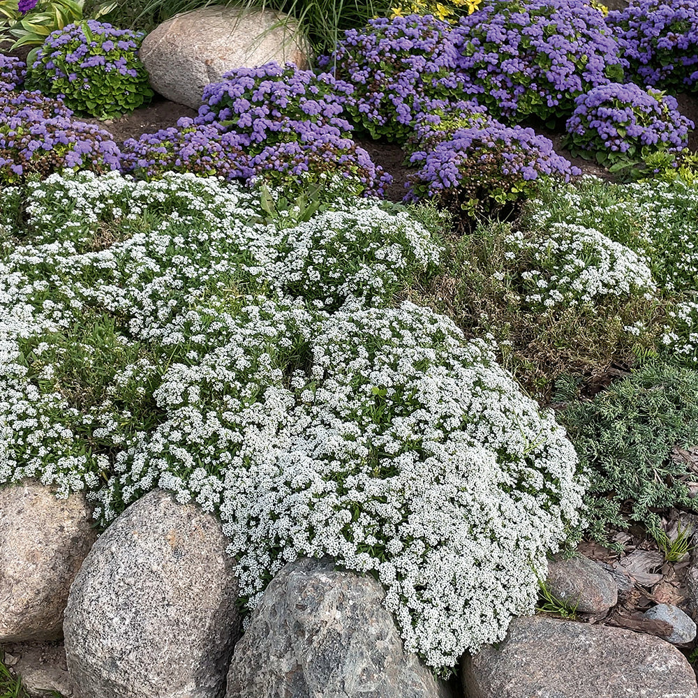 White Ground Cover Perennials