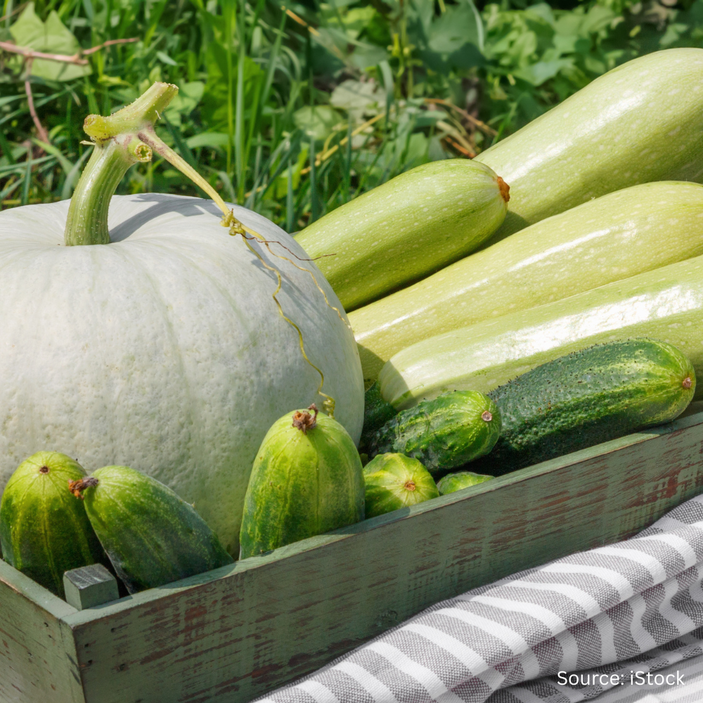 Buy Best of Cucurbits by Kings Seeds NZ online - Kings Seeds NZ