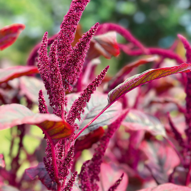 Buy Sunflower Orange Hobbit F1 (treated seed) by Kings Seeds online ...