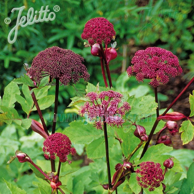 How to Get Rid of White Butterfly NZ – Kings Seeds NZ