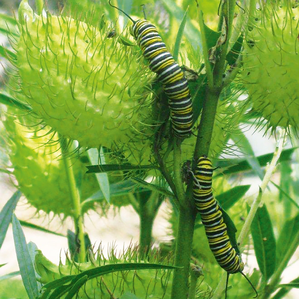 Buy Asclepias Swan Plant by Kings Seeds NZ online - Kings Seeds NZ