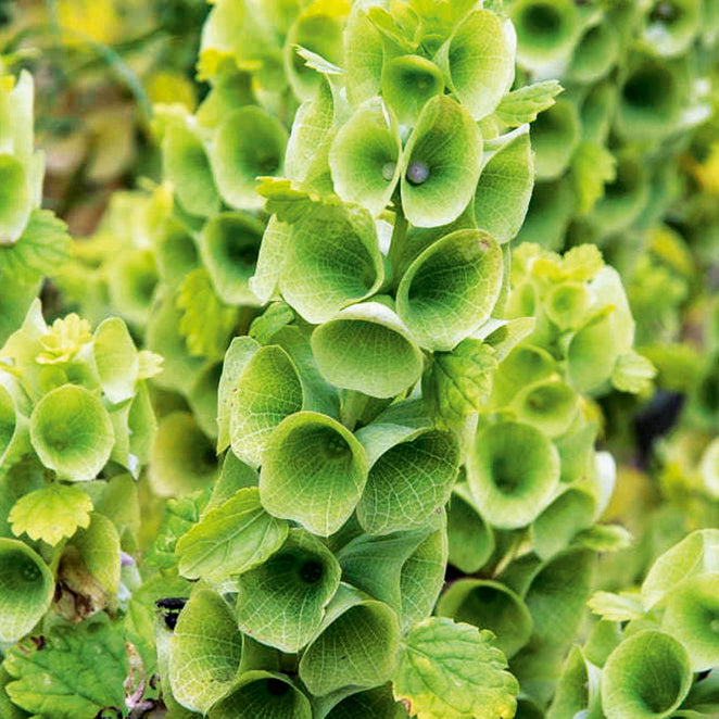 Buy Sunflower Orange Hobbit F1 (treated seed) by Kings Seeds online ...