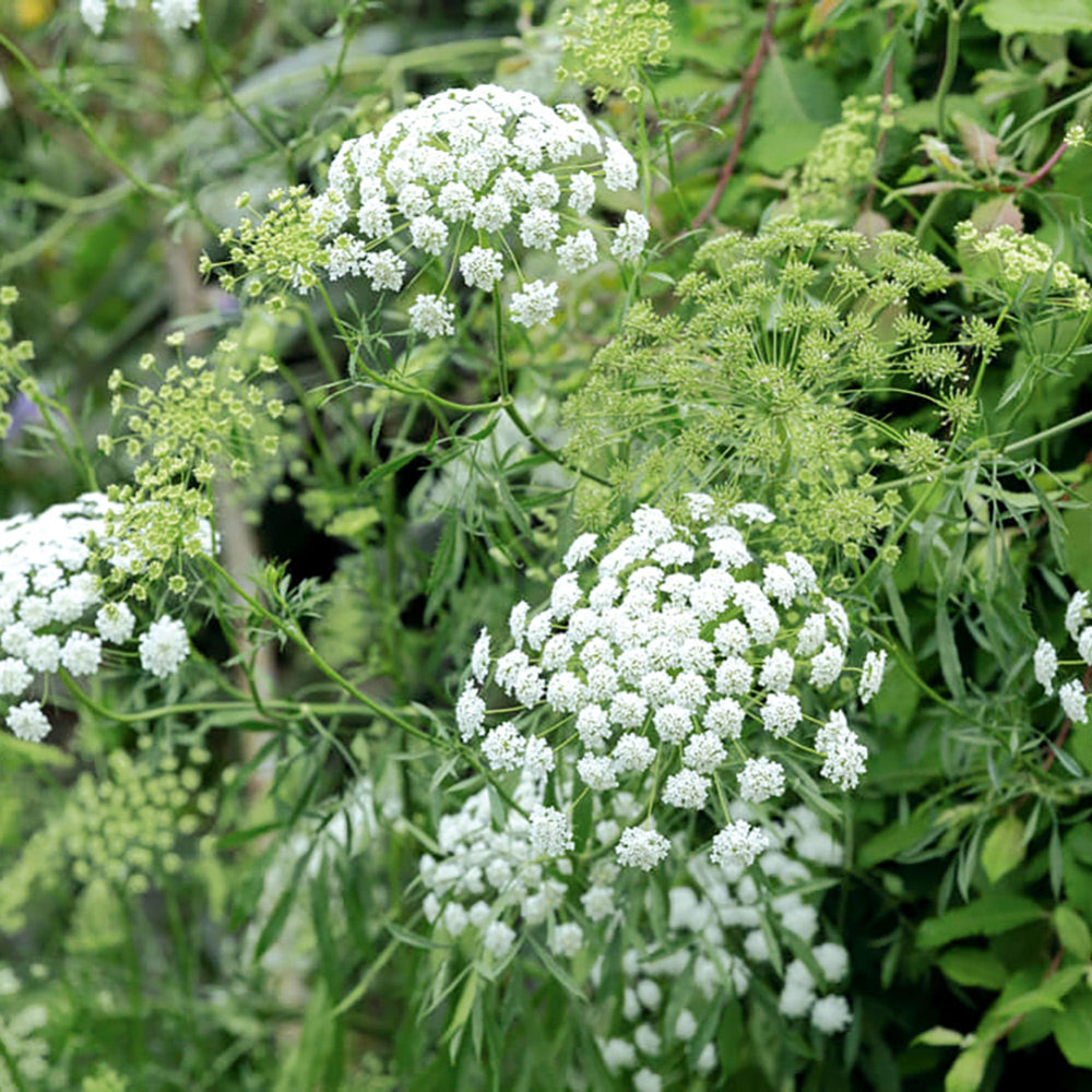 Buy Ammi majus White by Kings Seeds NZ online - Kings Seeds NZ