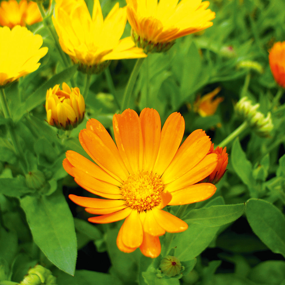 Buy Calendula Dwarf Colours Mix by Kings Seeds NZ online - Kings Seeds NZ