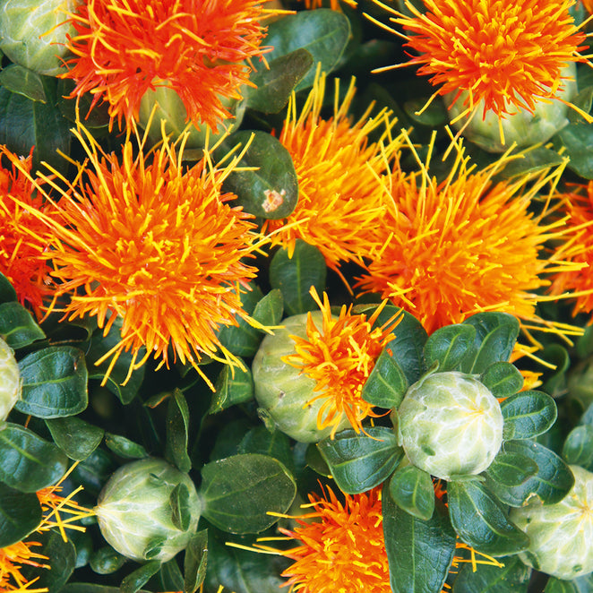 Sowing Times & Methods – Kings Seeds NZ