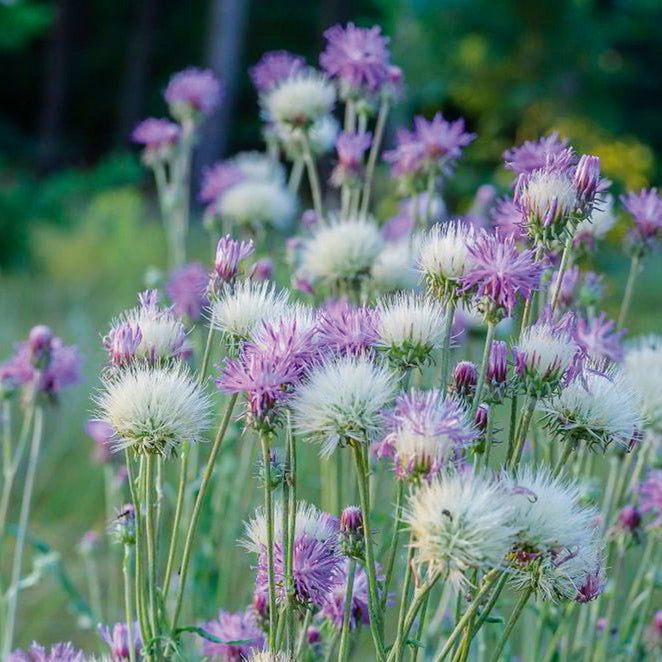 The Ultimate Summer Garden Guide - Kings Seeds – Kings Seeds NZ