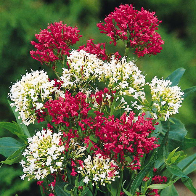 Buy Sunflower Orange Hobbit F1 (treated seed) by Kings Seeds online ...