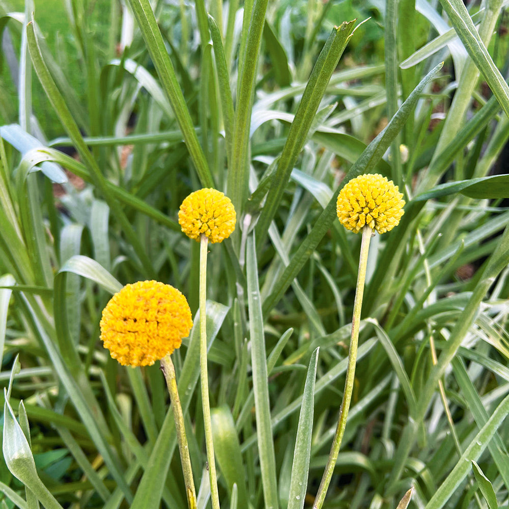 Buy Craspedia Drumsticks by Kings Seeds online - Kings Seeds NZ