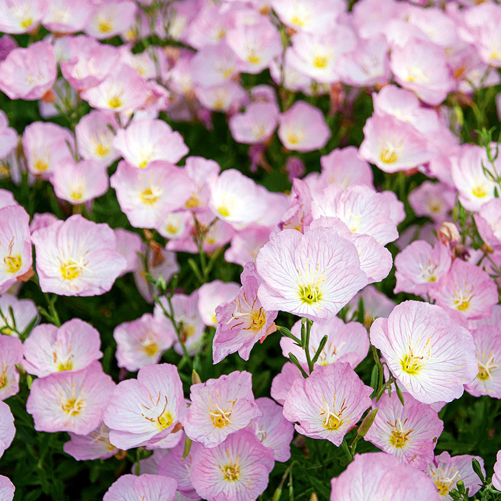 Buy Evening Primrose Pink by Kings Seeds NZ online - Kings Seeds NZ