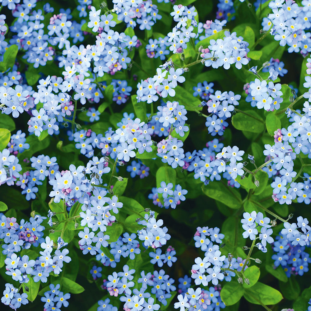 Buy Forget-Me-Not Indigo Blue by Kings Seeds NZ online - Kings Seeds NZ