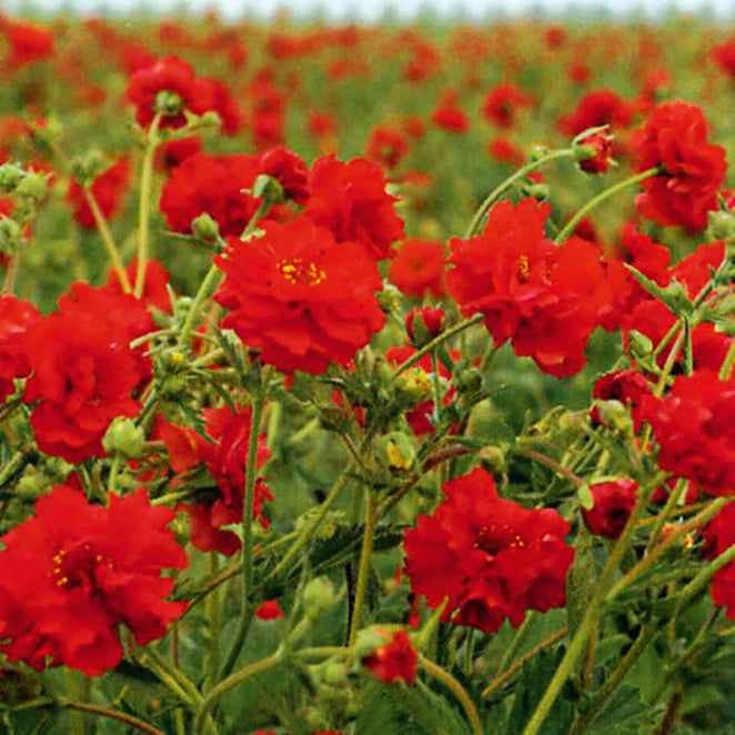 Beautiful Poppies and how to sow them! – Kings Seeds NZ