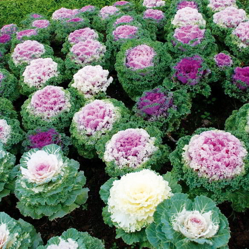 Flowering Kale Plant Buy Ornamental Kale Affordable