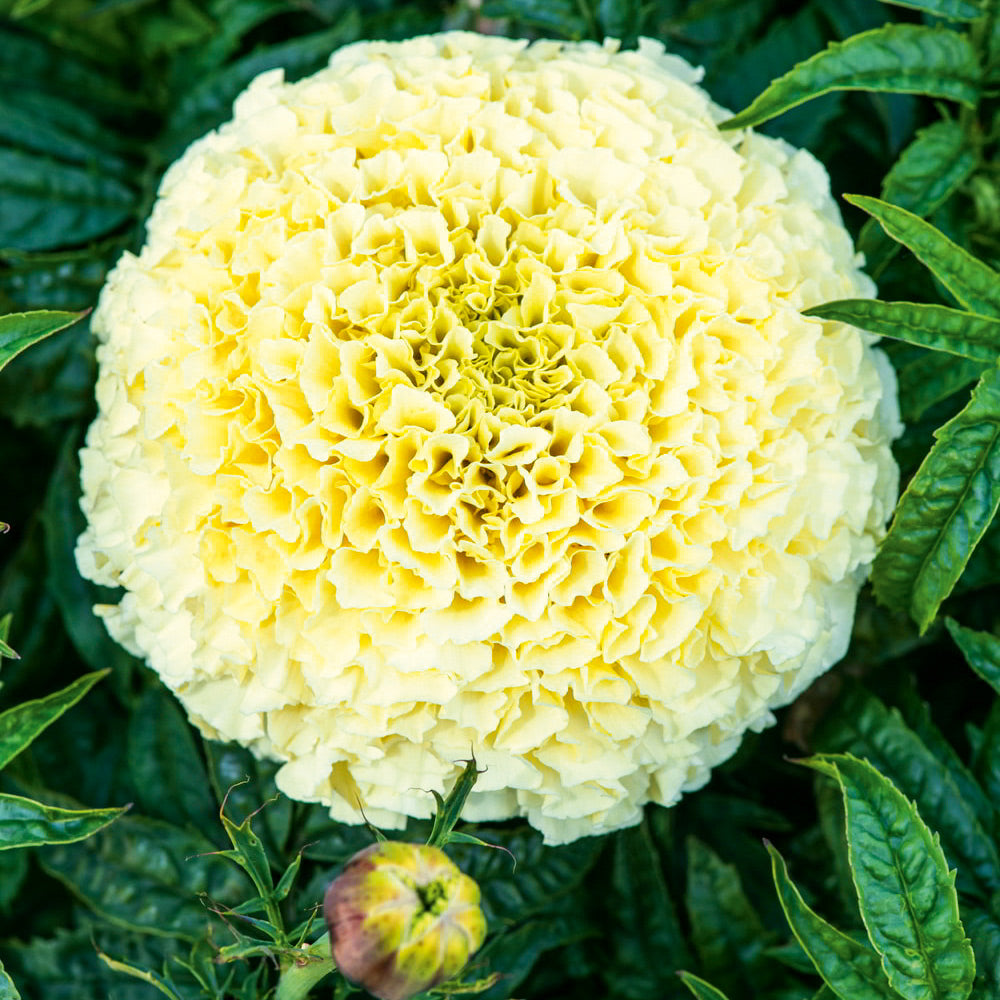 Buy Marigold Eskimo by Kings Seeds NZ online - Kings Seeds NZ